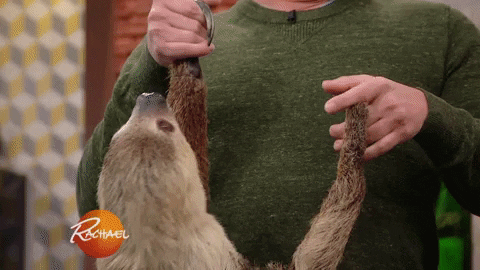 Baby Sloth Hug Gif