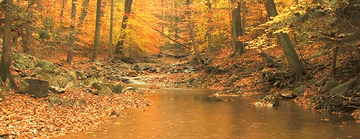 Autumn GIF by Jerology - Find & Share on GIPHY