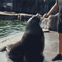 Clapping Seal Gif