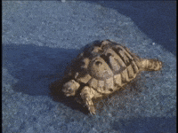 Slow Turtle Meme