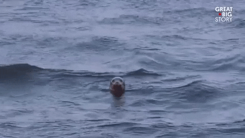 North Ronaldsay GIFs - Get the best GIF on GIPHY