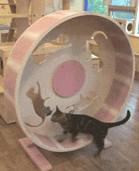 Mouse Running Wheel Gif