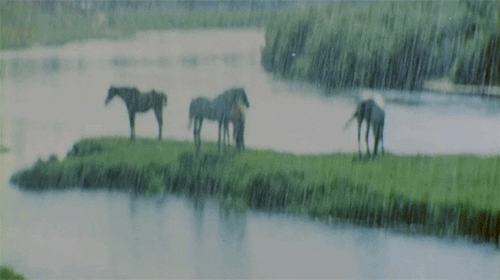 Andrei Rublev GIFs - Get the best GIF on GIPHY