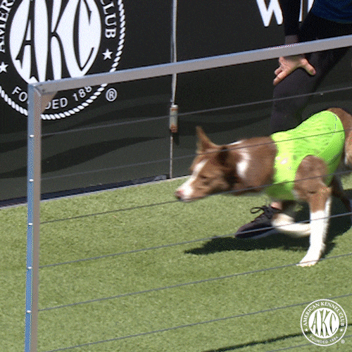 2023 AKC Diving Dogs Challenge by American Kennel Club | GIPHY