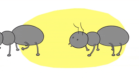 Worker Ant GIFs - Get the best GIF on GIPHY