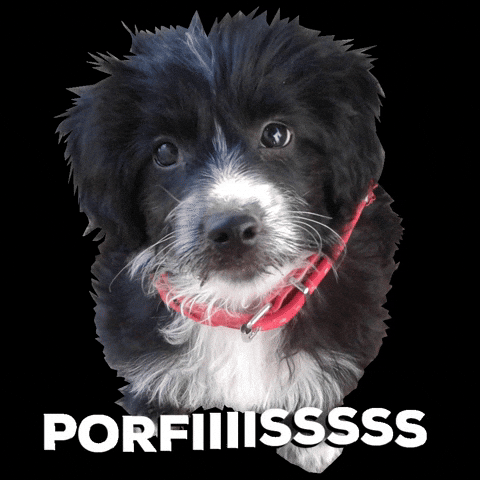 Dog Please GIF by heyencadaetapa - Find & Share on GIPHY