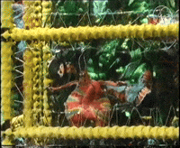 Trapped-in-paradise GIFs - Get the best GIF on GIPHY