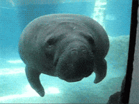 Calming Manatee