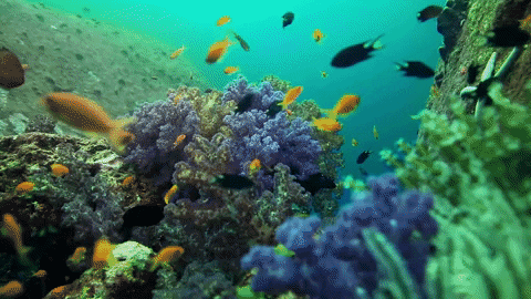 Underwater Camera GIFs - Get the best GIF on GIPHY