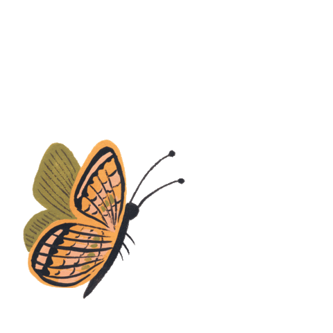 Real Butterfly Gif