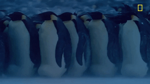 Waddling Penguin GIFs - Get the best GIF on GIPHY