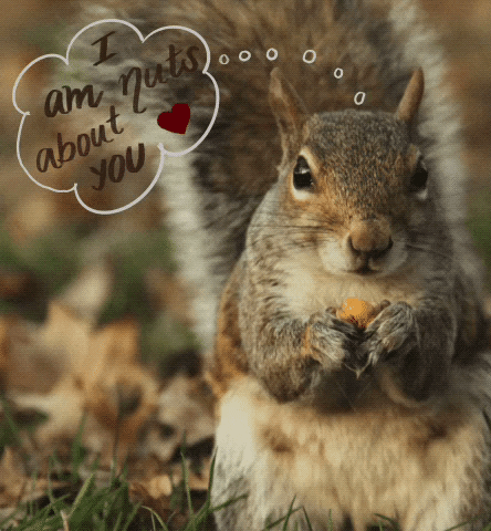 Valentines Day Squirrel GIF - Find & Share on GIPHY