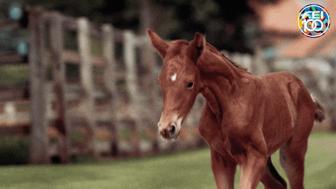 Cute Foal GIFs - Get the best GIF on GIPHY