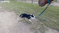 Galloping GIFs - Get the best GIF on GIPHY