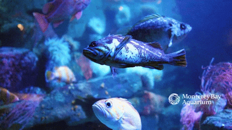 O-fish-al Business GIFs on GIPHY - Be Animated