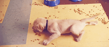 Cachorros labrador gif - Imagui