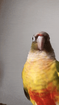 Two Parrots Dancing Gif