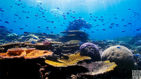 Blue Planet Oceans GIF by BBC America - Find & Share on GIPHY
