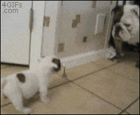 Scared Puppy Gif