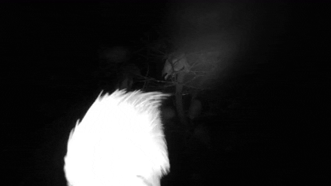 Feather Falling Gif