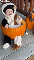 Laughing-pumpkin GIFs - Get the best GIF on GIPHY