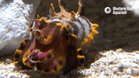 Cuttlefish Camouflage Gif