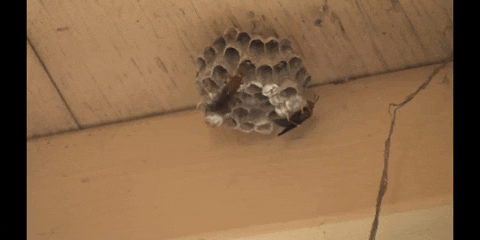 Wasps-nest GIFs - Get the best GIF on GIPHY