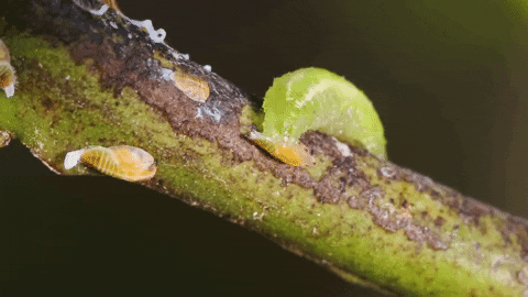 Fruit Insects GIF by PBS Digital Studios - Find & Share on GIPHY