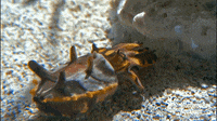 Flamboyant Cuttlefish Gif