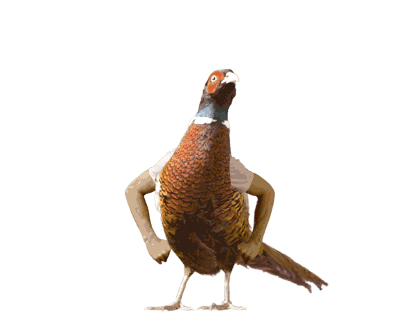Pheasant GIFs - Get the best GIF on GIPHY