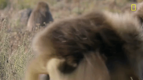 Nat Geo Baboon GIF by National Geographic Channel - Find & Share on GIPHY