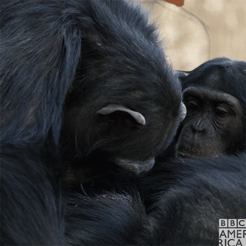 Gorillas Mating Gif
