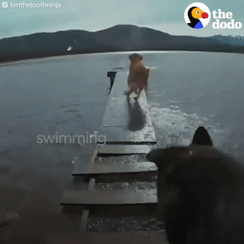 Dog GIF by The Dodo - Find & Share on GIPHY