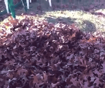 Puppies Playing In Leaves Gif