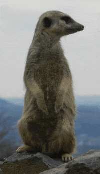 Looking Searching GIFs - Find & Share on GIPHY