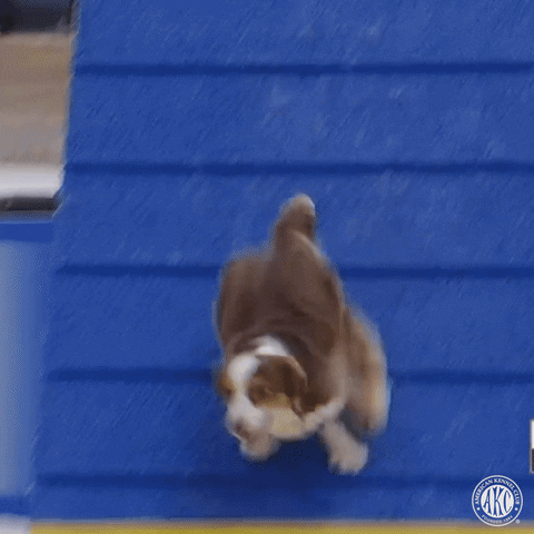 Dog Animated Gif