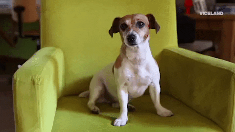 Confused Dog GIF by MOST EXPENSIVEST - Find & Share on GIPHY