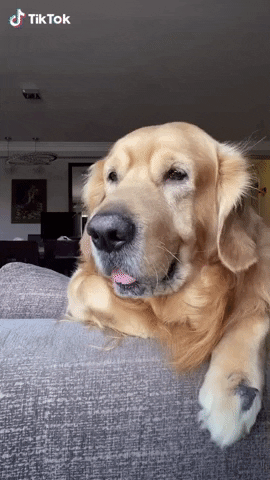 Patient Dog Gif