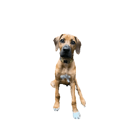 Artes Red Triticum - Rhodesian Ridgeback GIFs on GIPHY - Be Animated