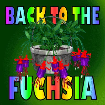 Fuchsia GIFs - Get the best GIF on GIPHY