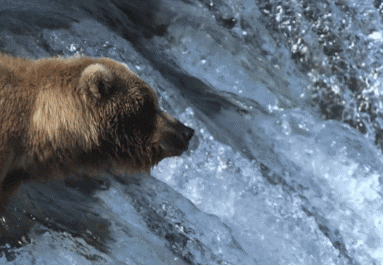 Saumon GIFs - Get the best GIF on GIPHY