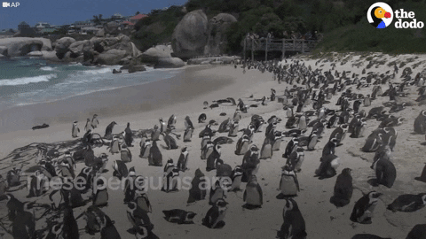 Penguin Slap Animated Gif