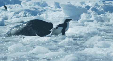 Antarticas GIFs - Get the best GIF on GIPHY