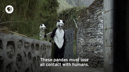 Captive-breeding GIFs - Get the best GIF on GIPHY