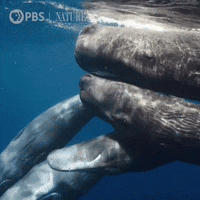 Exploding Sperm Whale Gif