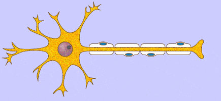 Action Potential GIFs - Find & Share on GIPHY