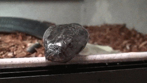 Black-spitting-cobra GIFs - Get the best GIF on GIPHY