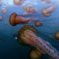 Animated Fish Swimming Gif