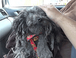 Feel Good Dog GIF by HuffPost - Find & Share on GIPHY
