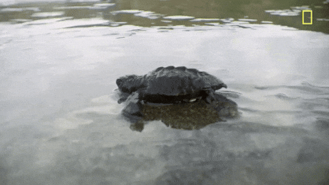 Sea Turtle GIFs for #WorldSeaTurtleDay! by NRDC | GIPHY